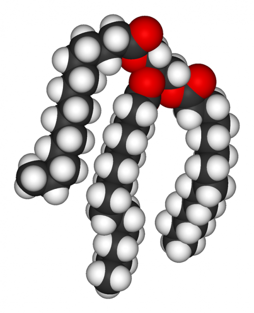 modello di un Trigliceride - Dieta Zona Personalizzata Online